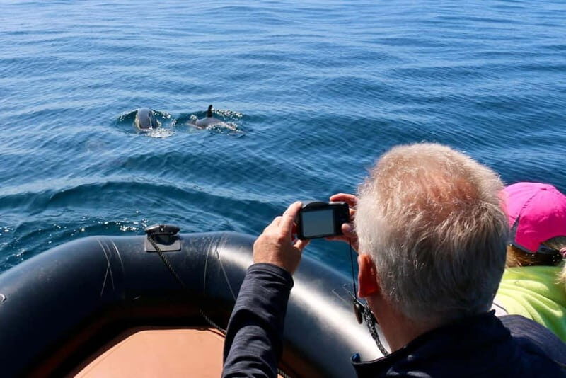 Sesimbra: Dolphin watching with marine biologist - What Makes This Tour Stand Out?