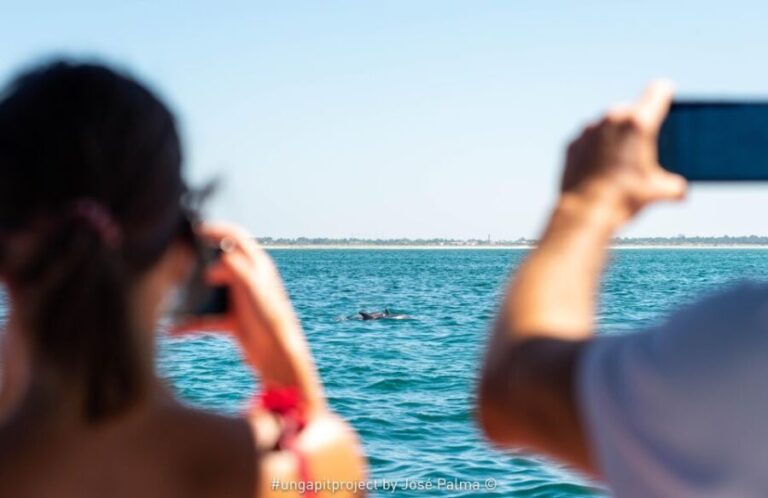Setúbal: Dolphin Watching Boat Tour - Is It Worth the Price?