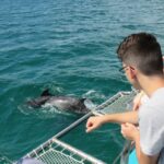 Setúbal: Dolphin Watching Tour - How the Tour Delivers Value