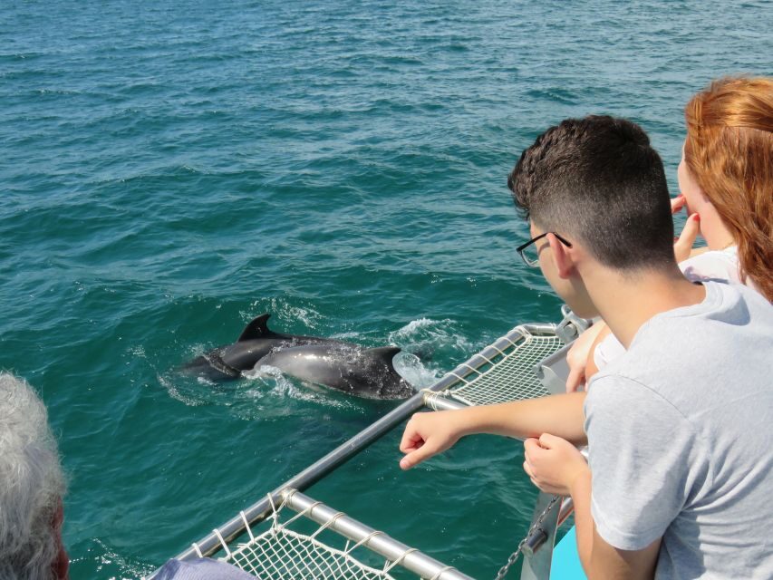 Setúbal: Dolphin Watching Tour - How the Tour Delivers Value