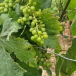 Setúbal: Private Tour with Wine Tasting and Tile Factory - What to Expect on Your Day in Setúbal