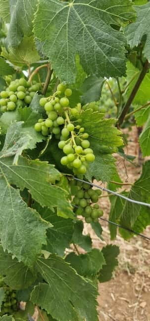Setúbal: Private Tour with Wine Tasting and Tile Factory - What to Expect on Your Day in Setúbal