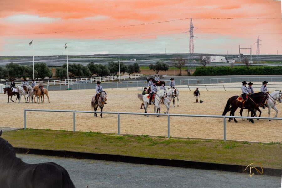 Seville: Horse's Show Entry Ticket. Optional Stud Farm Visit - An Overview of the Experience