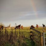Shropshire: Alpaca Meet & Greet Intimate Alpaca Experience - What Makes This Experience Stand Out?