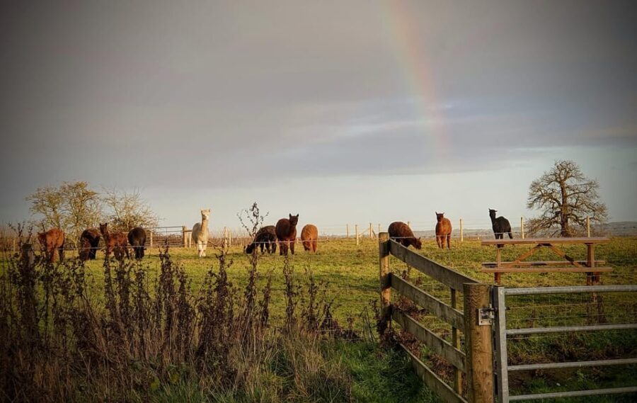 Shropshire: Alpaca Meet & Greet Intimate Alpaca Experience - What Makes This Experience Stand Out?
