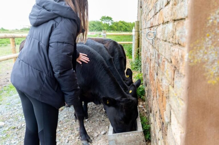 Shropshire: Meet the Mini Moos Cow Cuddling Experience - Authenticity and Visitor Feedback