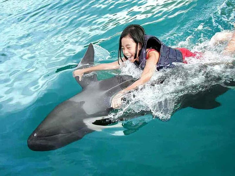 Side/Alanya: Swimming with Dolphins and Dolphin Show - Practical Tips & Considerations