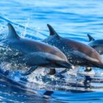 Side: Dolphin Island Boat Trip with Lunch & Unlimited Drinks - Breakdown of the Trip Itinerary