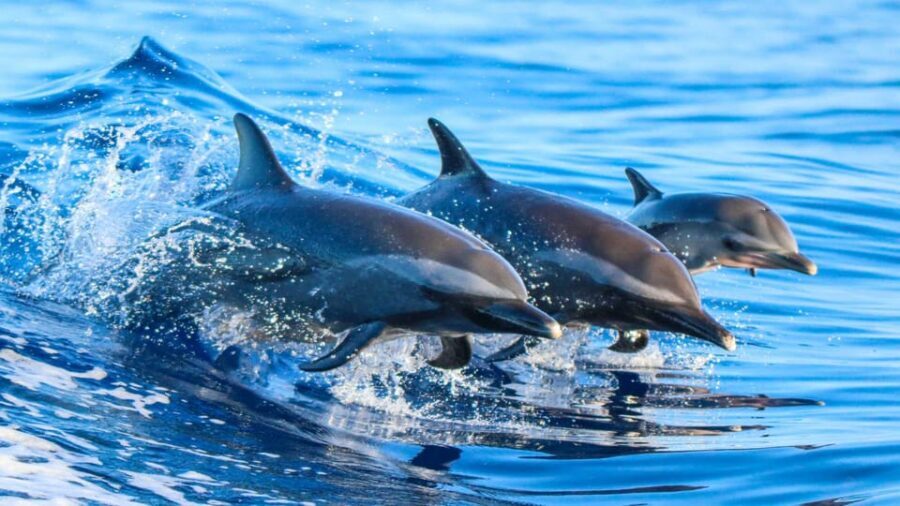 Side: Dolphin Island Boat Trip with Lunch & Unlimited Drinks - Breakdown of the Trip Itinerary