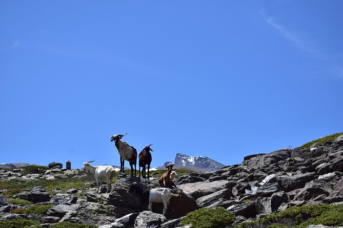 Sierra Nevada Tour (Granada) - An In-Depth Look at the Sierra Nevada Experience