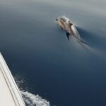 Sighting Dolphin Trip Estepona, Marbella - Final Thoughts: Who Should Consider This Tour?