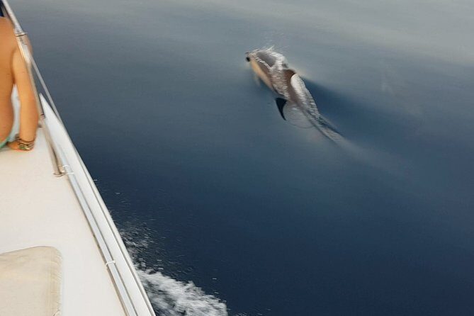 Sighting Dolphin Trip Estepona, Marbella - Final Thoughts: Who Should Consider This Tour?