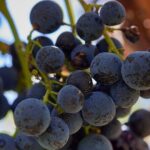 Simple Visit to Discover the Domaine d'Arton - How the Reviews Shape Our View
