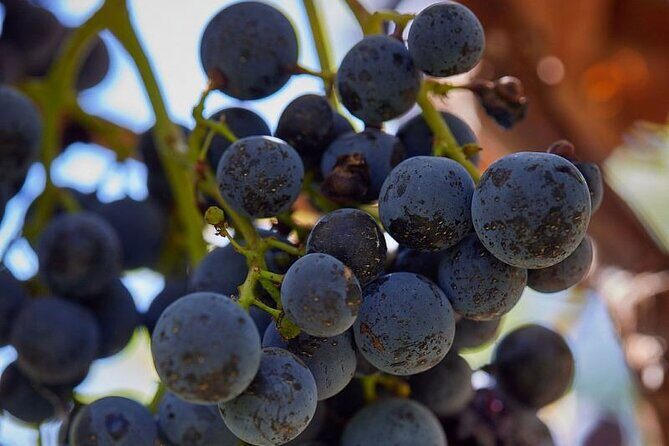 Simple Visit to Discover the Domaine d'Arton - How the Reviews Shape Our View