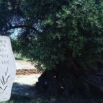 Sips of Crete: Flavors, Legends & Hidden Gems - The Itinerary: A Deeper Dive