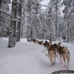 Sirkka: Husky Sled Ride in Levi - Authenticity and Quality of the Experience