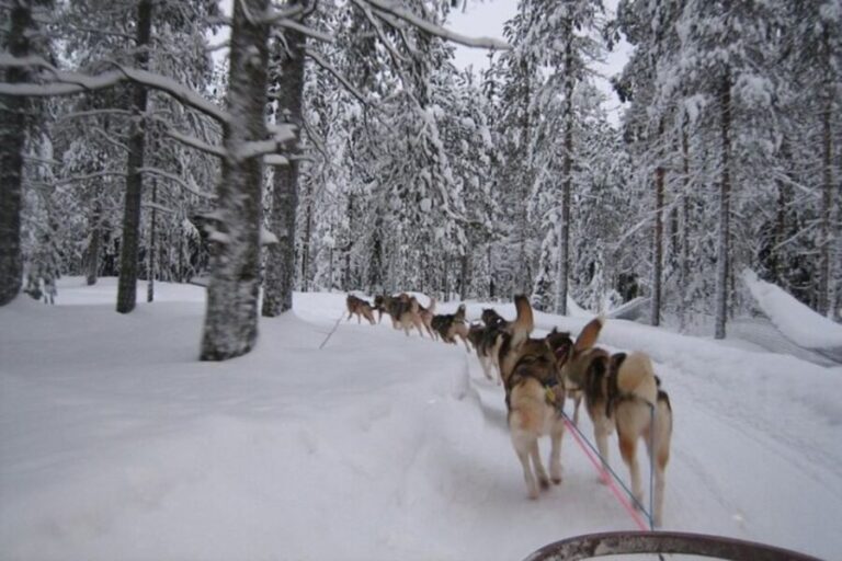 Sirkka: Husky Sled Ride in Levi - Authenticity and Quality of the Experience