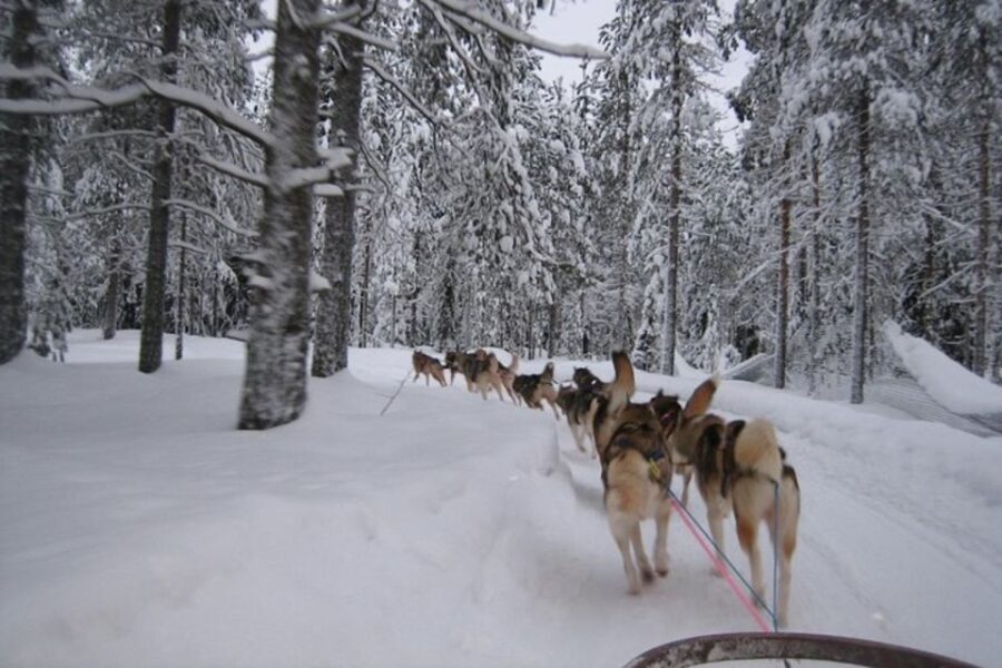 Sirkka: Husky Sled Ride in Levi - Authenticity and Quality of the Experience