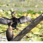 Skadar Lake: Induvidual boat tour with guide - Exploring Skadar Lake: An In-Depth Look