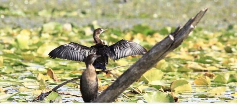 Skadar Lake: Induvidual boat tour with guide - Exploring Skadar Lake: An In-Depth Look