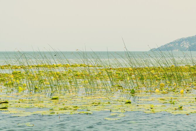 Skadar Lake Short Guided Tour: Discover the Montenegrin Alcatraz - Potential Drawbacks and Considerations