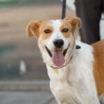 Skiathos: Dog Shelter Visit, Hike & Cooking Class with Lunch - The Itinerary in Detail