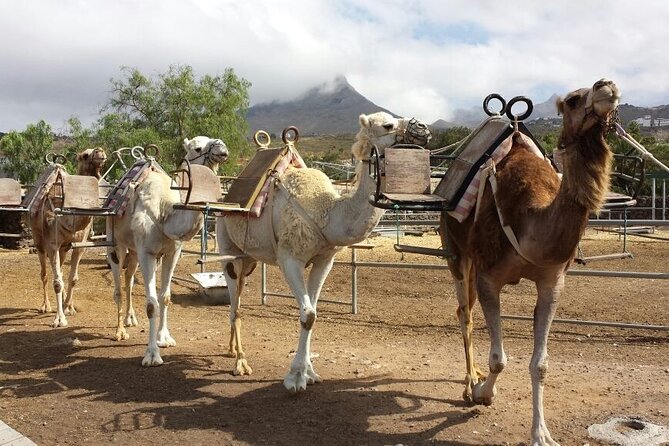 Skip the Line: Camel Park Tenerife Ticket - Key Points