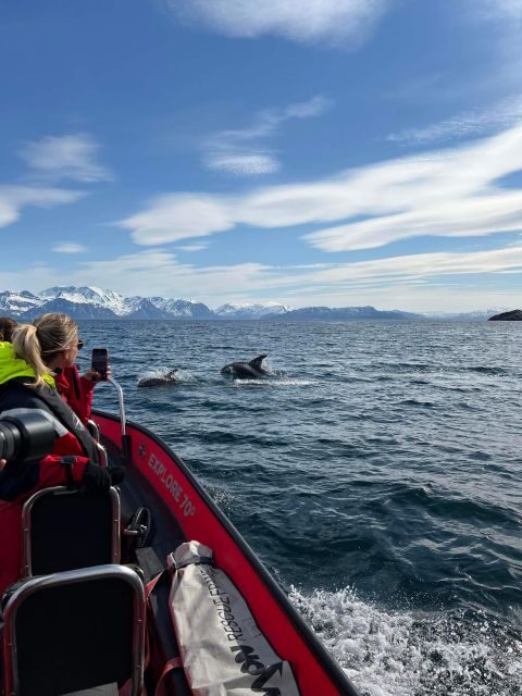Skjervøy: Birds and Wildlife of Arctic Norway - Practical Tips for Travelers