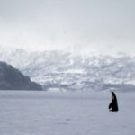 Skjervøy: Whale-Watching RIB Tour - What to Expect on the Water