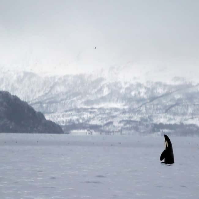 Skjervøy: Whale-Watching RIB Tour - What to Expect on the Water