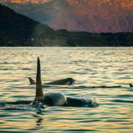 Skjervøy: Whale Watching with RIB Boat and Local Guide - The Experience’s Highlights and Authenticity