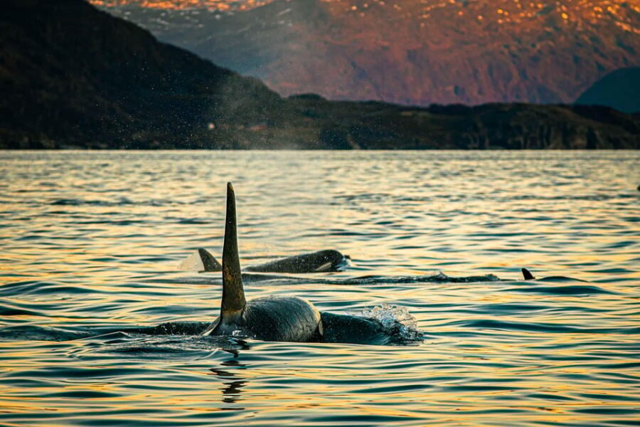 Skjervøy: Whale Watching with RIB Boat and Local Guide - The Experience’s Highlights and Authenticity