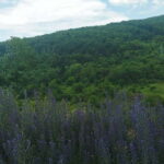 Skopje: Tetovo, Mavrovo, Galicnik, & John Bigorski Day Trip - A Detailed Look at the Experience