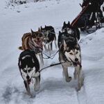SLED DOGS VISIT & DRIVE ROUND TARTU COUNTRY ESTONIA - An In-Depth Look at the Sled Dog Tour