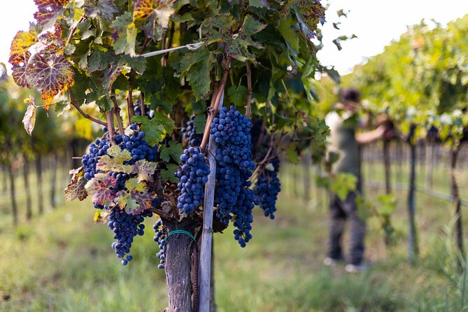Slow Wine & Tartufo Gelato Tasting Experience - Exploring the Slow Wine & Tartufo Gelato Tasting Experience in Tropea