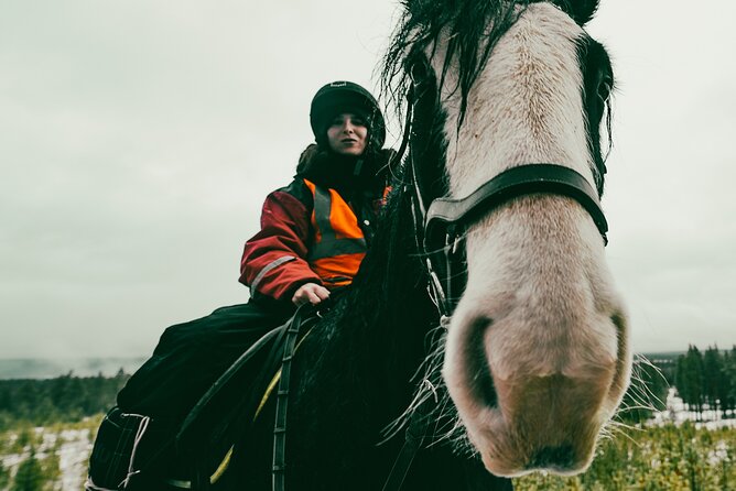 Small-Group Arctic Circle Horse Riding from Rovaniemi - Key Points