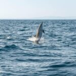 (Small Group) Dolphin & Marine Wildlife Watching Tour - The Details That Make a Difference