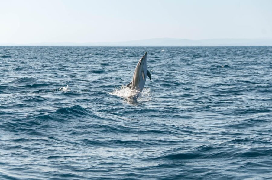 (Small Group) Dolphin & Marine Wildlife Watching Tour - The Details That Make a Difference