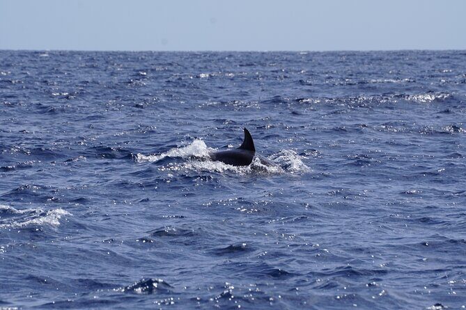 Small Group Dolphin Sunset Tour on Electric Sailing Boat Denia - Analyzing the Value and Suitability