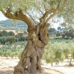 Small group- Exclusive Olive Oil & Wine Tour Mallorca - Authenticity and Atmosphere
