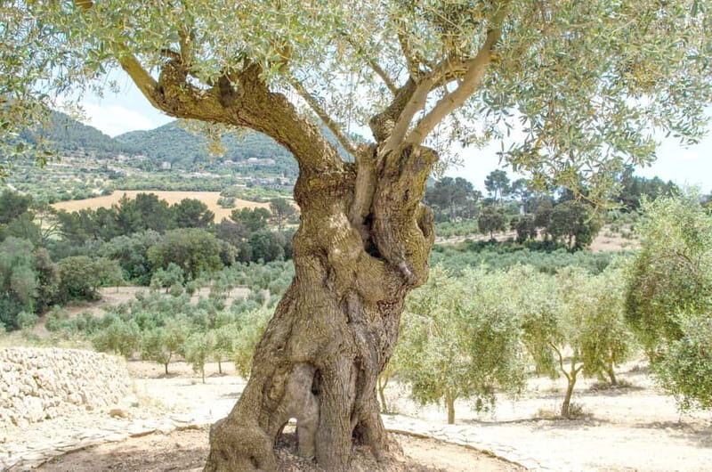 Small group- Exclusive Olive Oil & Wine Tour Mallorca - Authenticity and Atmosphere