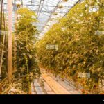 Small Group Golden Circle Tour w/ Kerid & Tomato Farm Visit - Authentic Experiences and Authenticity