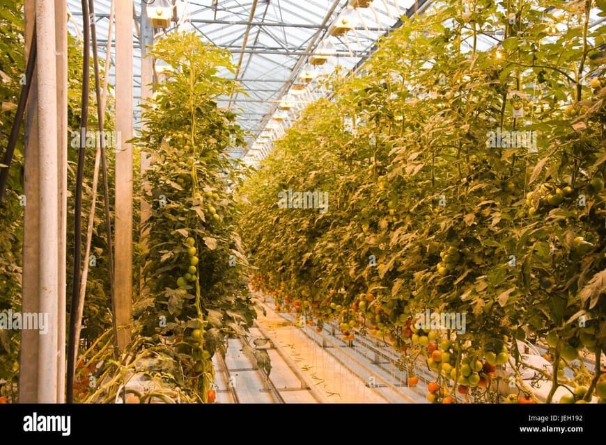 Small Group Golden Circle Tour w/ Kerid & Tomato Farm Visit - Authentic Experiences and Authenticity
