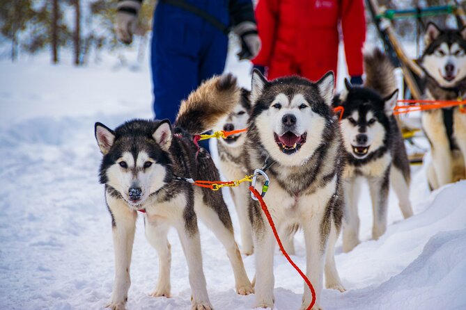 Small-Group Husky Mushing Experience in Rovaniemi - Small-Group Husky Mushing Experience in Rovaniemi: An Honest Review