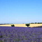 Small Group Marseille Shore Excursion: Lavender Tour - Who Will Enjoy This Tour?