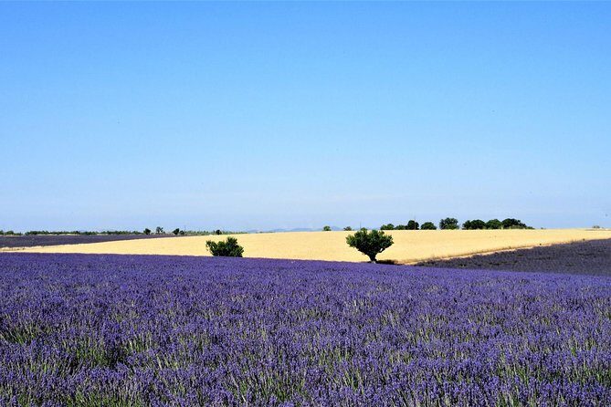 Small Group Marseille Shore Excursion: Lavender Tour - Who Will Enjoy This Tour?