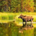 Small-Group Moose Wild Safari from Rovaniemi - What Reviewers Say