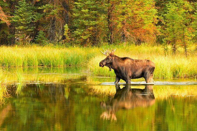 Small-Group Moose Wild Safari from Rovaniemi - What Reviewers Say