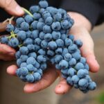 Small Group Olive Oil and Wine Tour with Light Lunch - What to Expect in Each Part of the Tour