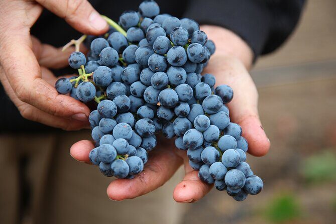 Small Group Olive Oil and Wine Tour with Light Lunch - What to Expect in Each Part of the Tour